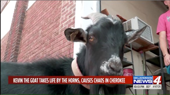 Kevin the Goat Arrested Again in Cherokee! - The Lost Ogle