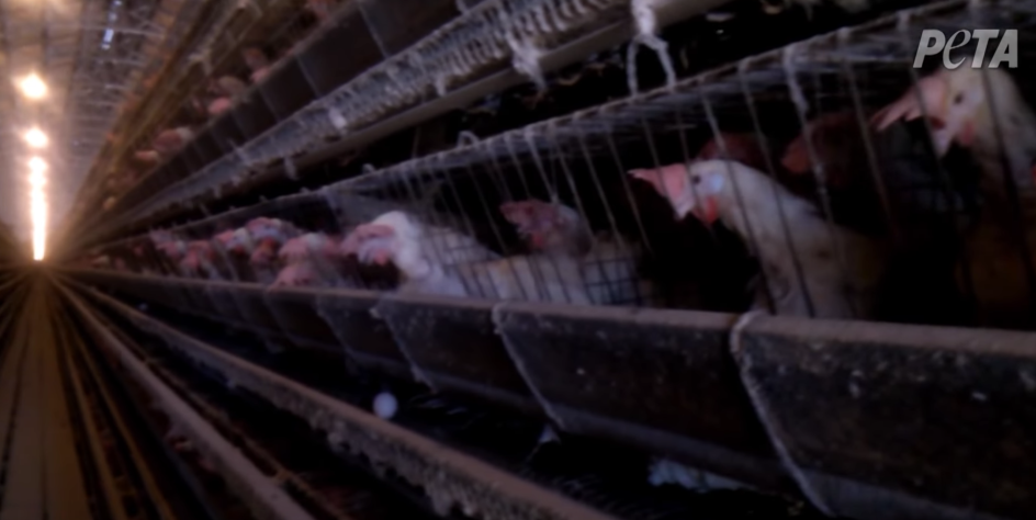 PETA visited an Oklahoma Chicken Egg Farm - The Lost Ogle