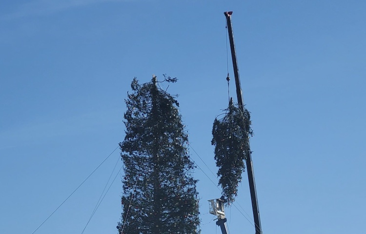 Oklahoma Wind Shows World's Tallest Christmas Trees Who's Boss - The ...