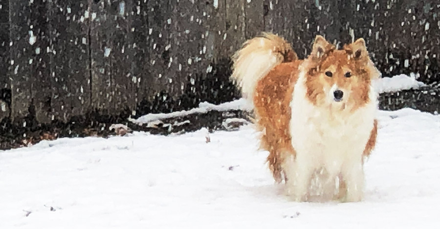 New OKC ordinance unfairly targets dogs that enjoy cold weather ...