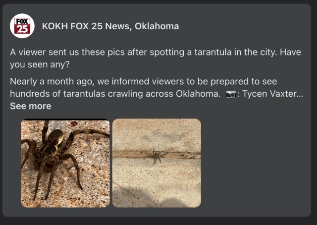Faux News: Channel 25 quickly learns difference between wolf spider and ...