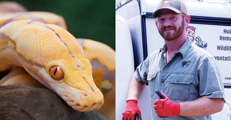 Local Pet Detective Calls Off Hunt for 13-Foot Trailer Park Python ...