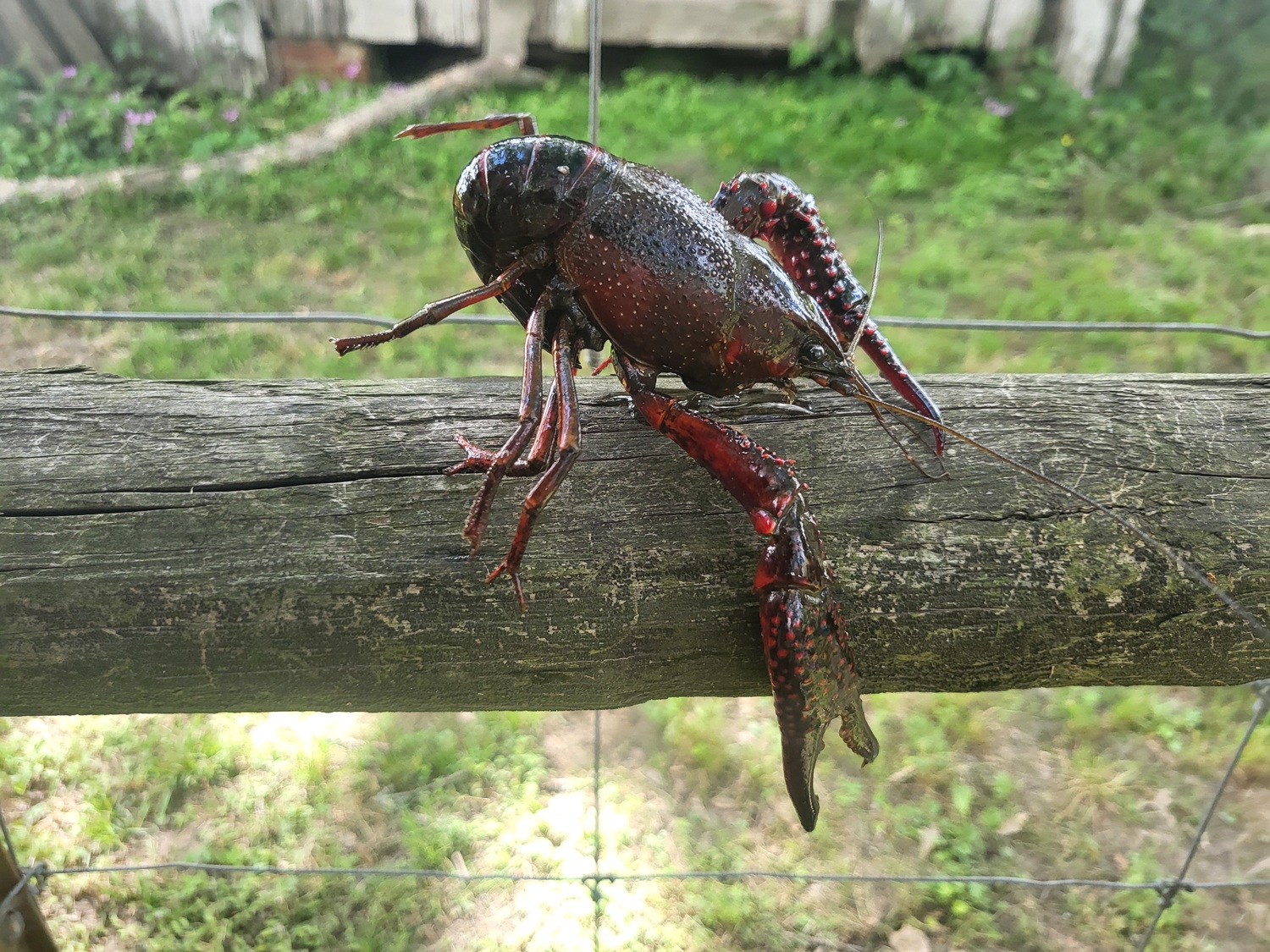 Born on a Bayou: Trying Fresh Crawfish, One Claw at a Time - The Lost Ogle