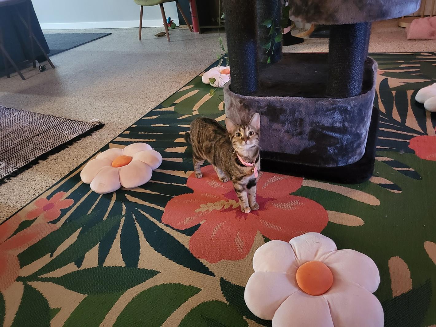 Meow & Mocha: Guthrie’s Very Own Cat Café - The Lost Ogle